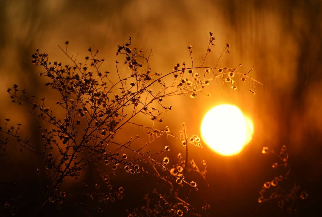 The Pathway of Shingles | The Brown Bird's Song